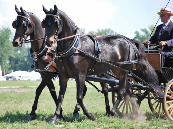 Morgan Horse Show Team | Department of Animal Science | College of ...